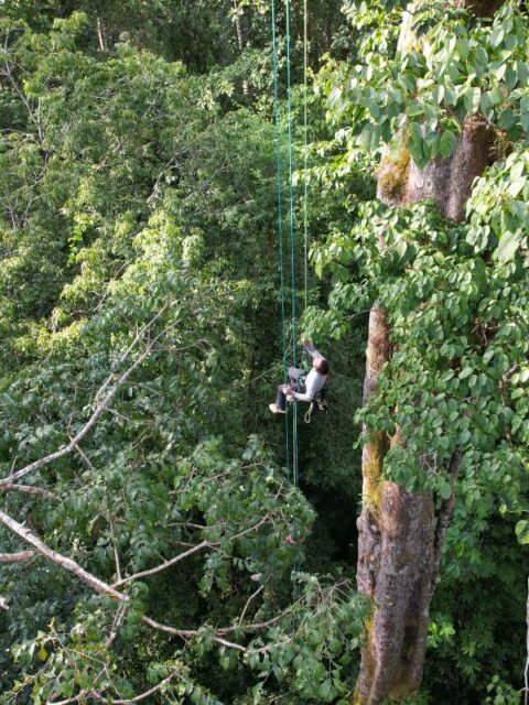 Arboreal Tree Climbing - Corcovado Wilderness Lodge